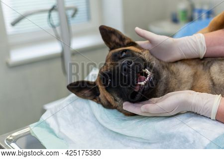 Anesthetized Dog's Image & Photo (Free Trial) | Bigstock