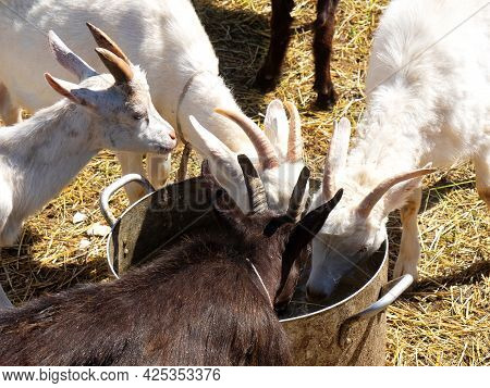 Goats Drink Water Tank Image & Photo (Free Trial) | Bigstock