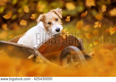 Funny Puppies Images, Illustrations & Vectors (Free) - Bigstock
