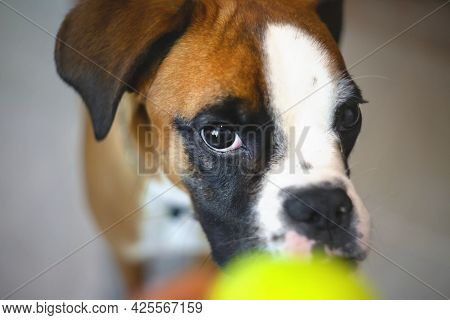 Boxer Dog Tennis Ball Image & Photo (Free Trial) | Bigstock