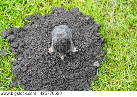 Grey Mole On Green Image & Photo (Free Trial) | Bigstock