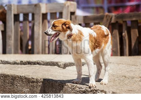 Small Red White Dog Image & Photo (Free Trial) | Bigstock