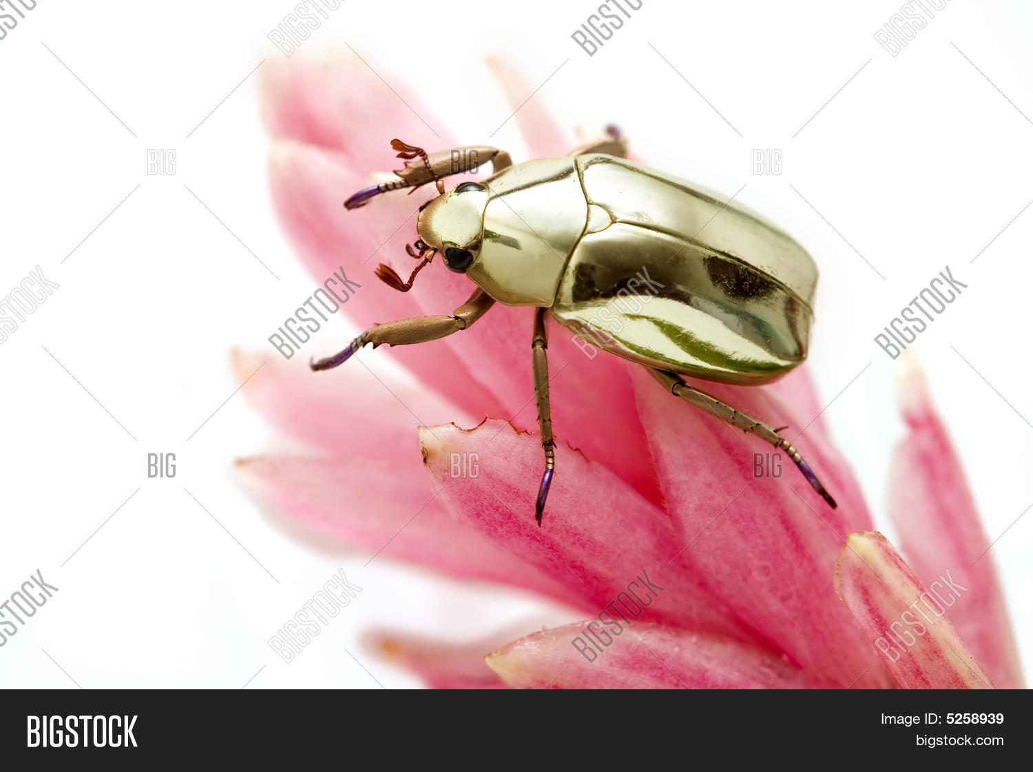 Gold Beetle Image & Photo (Free Trial) | Bigstock