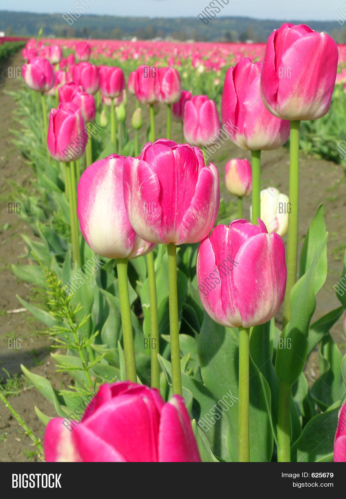 Pink Tulips Image & Photo (Free Trial) | Bigstock
