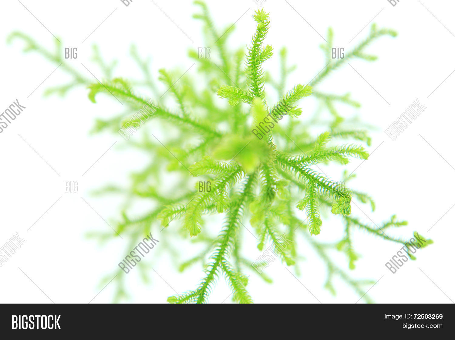 Lycopodium Clavatum On Image & Photo (Free Trial) | Bigstock