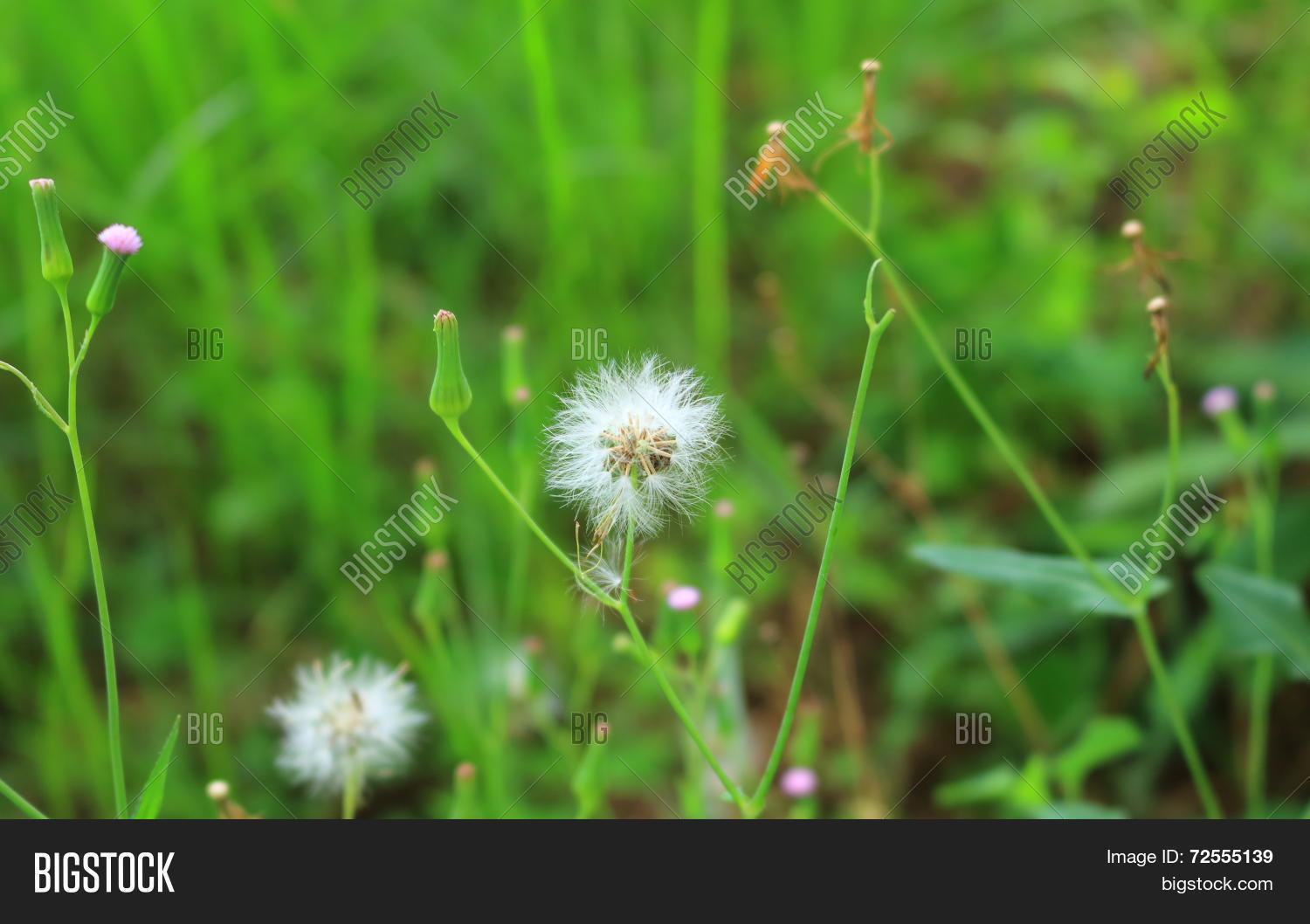 Vernonia Cinerea Image & Photo (Free Trial) | Bigstock