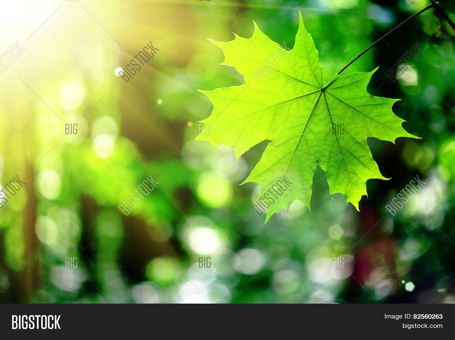 Forest Trees Leaf. Image & Photo (Free Trial) | Bigstock