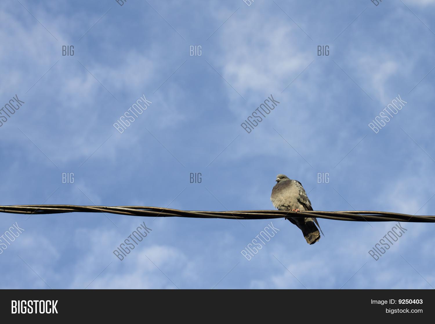 Ruffled Pigeon On Wire Image & Photo (Free Trial) | Bigstock