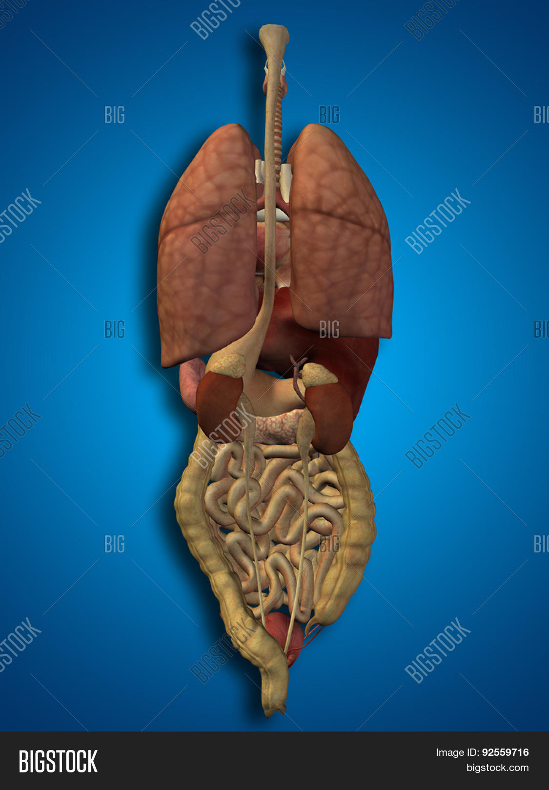3D Human Man Internal Image & Photo (Free Trial) | Bigstock