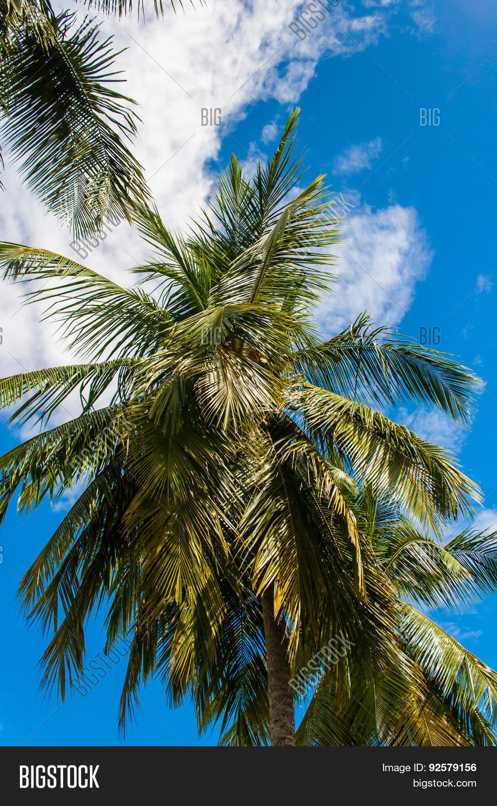Palmeira Image & Photo (Free Trial) | Bigstock