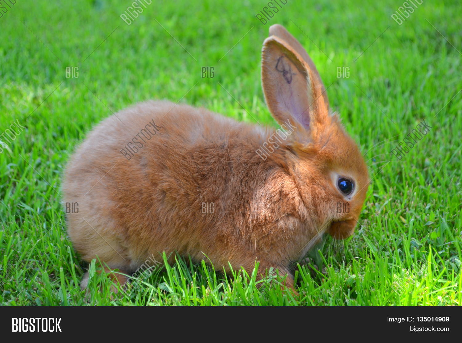 Little Orange Rabbit Image & Photo (Free Trial) | Bigstock