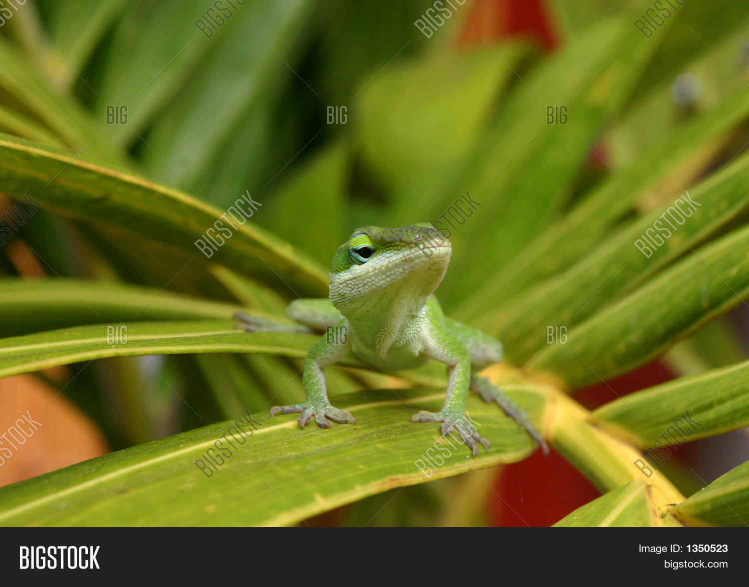 Cute Green Lizard ( Image & Photo (Free Trial) | Bigstock