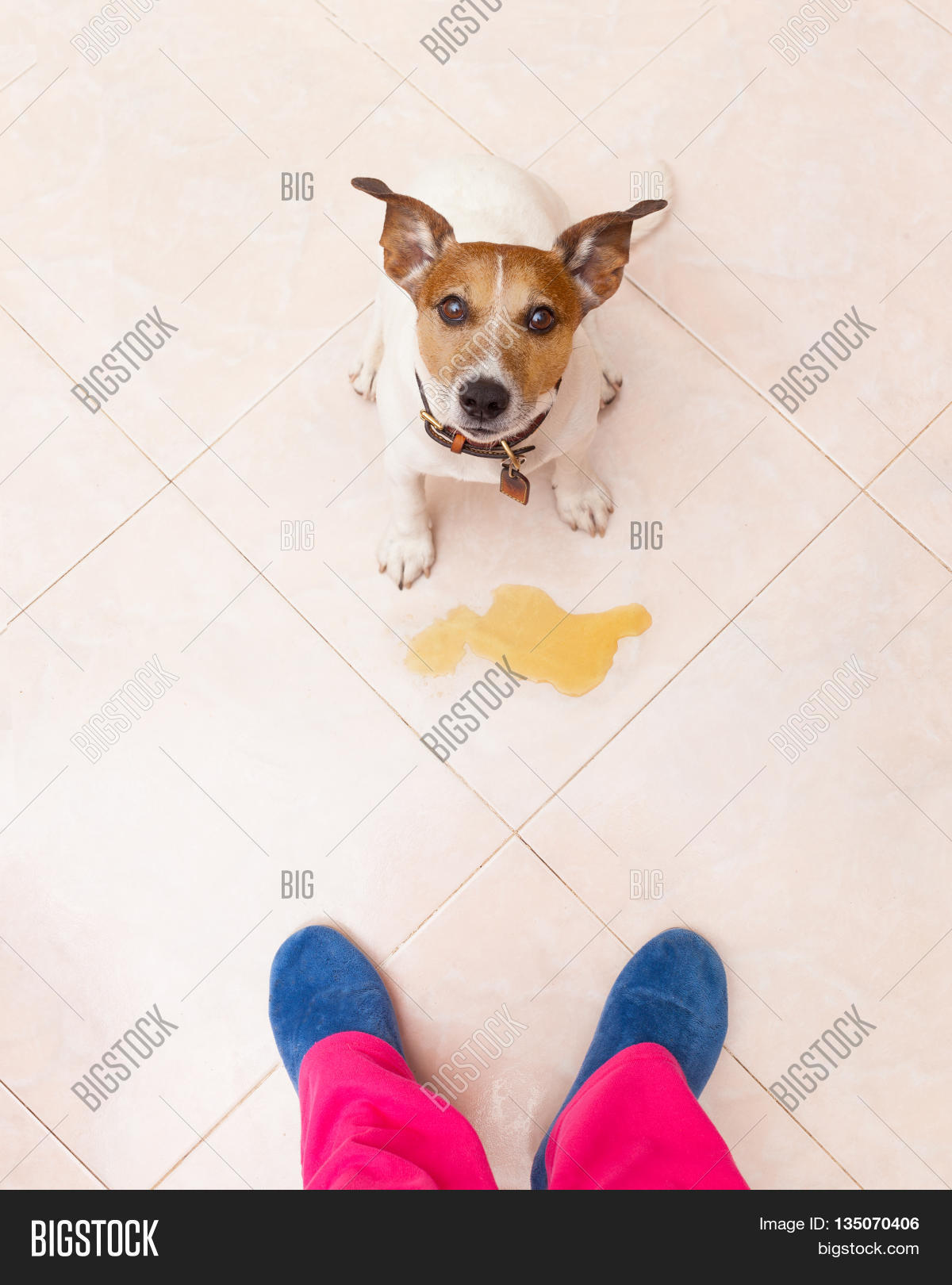 Dog Pee Owner Home Image & Photo (Free Trial) | Bigstock