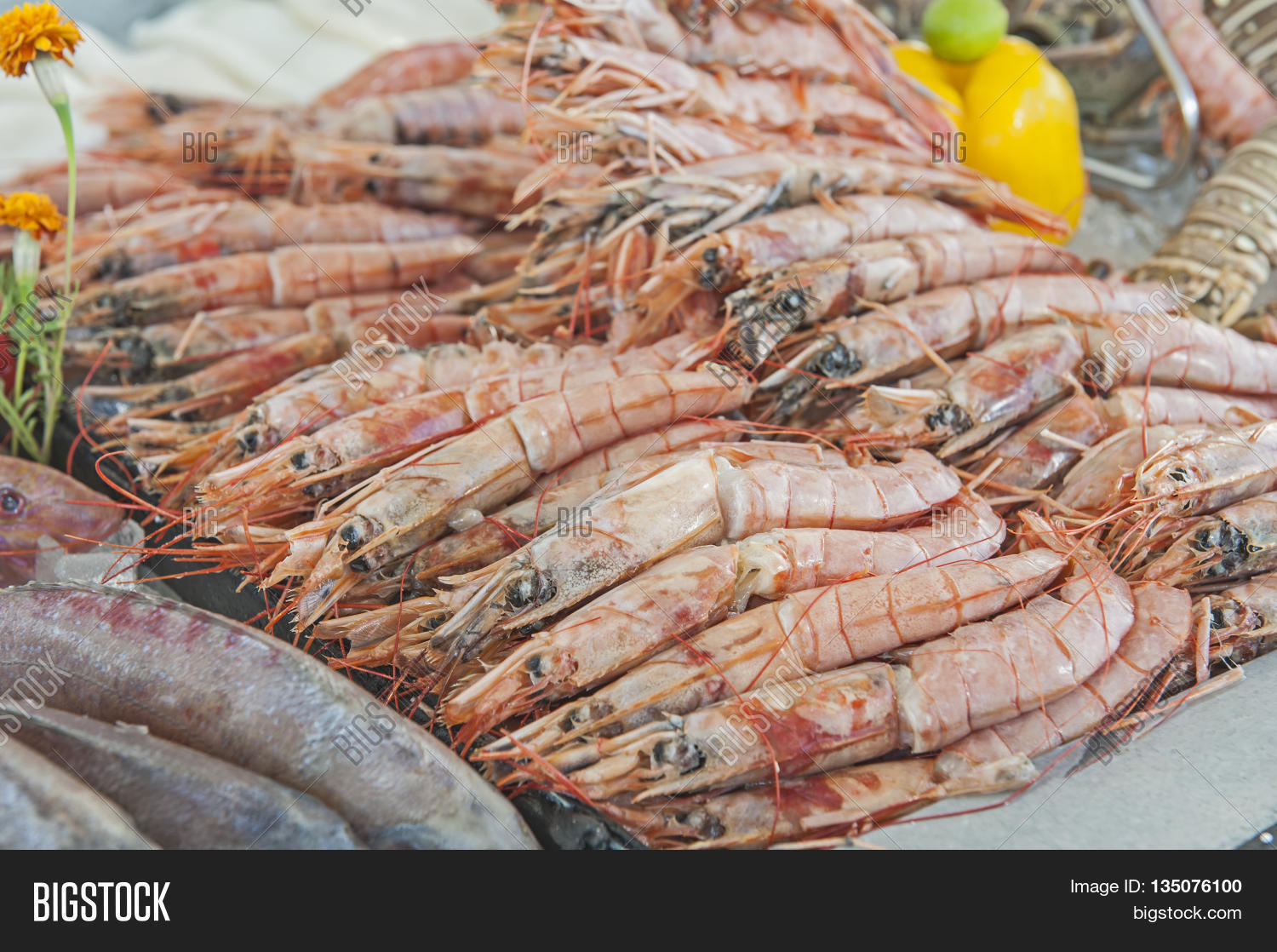 Collection Shrimp On Image & Photo (Free Trial) | Bigstock