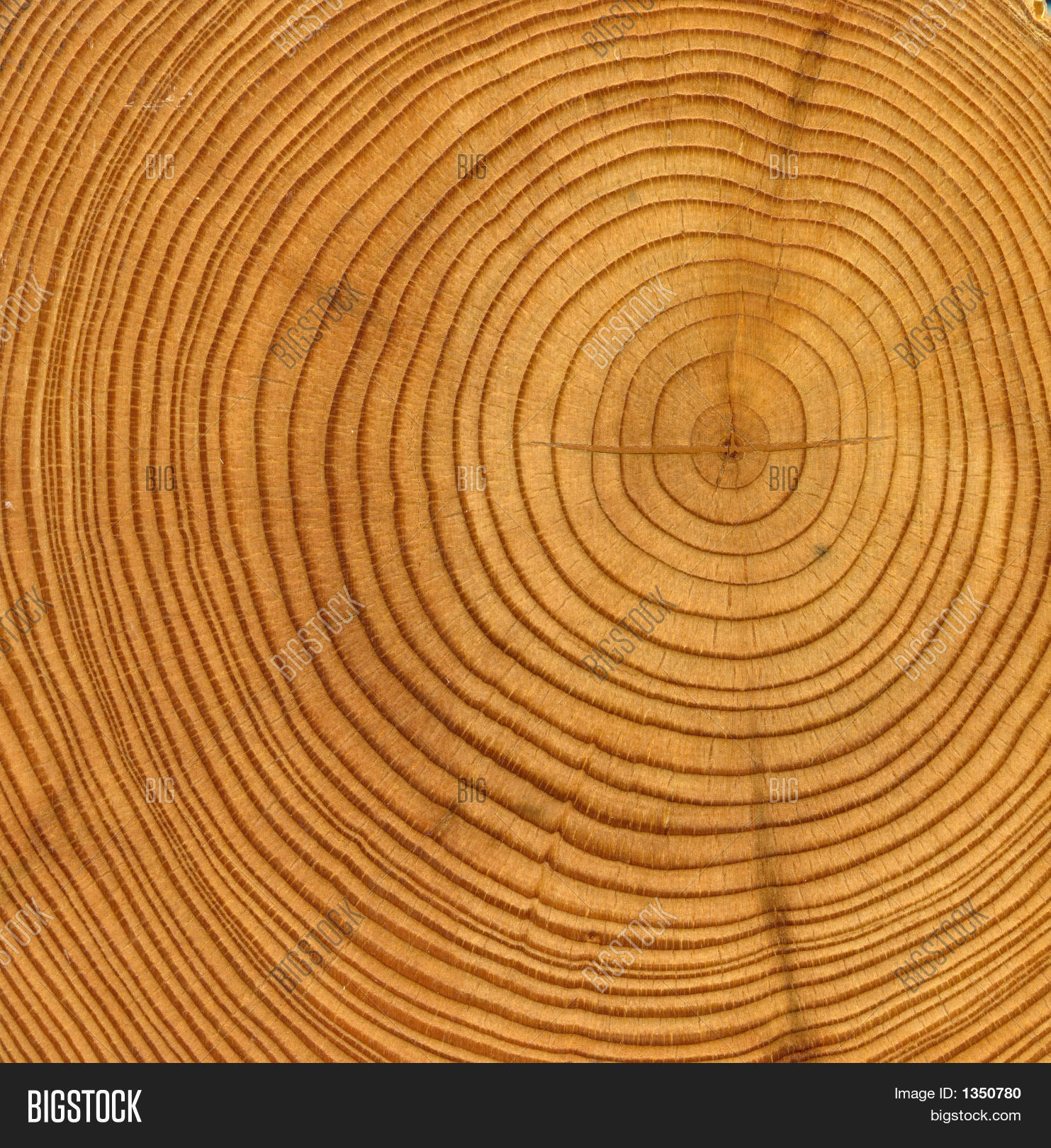 Wooden Cut Texture Image & Photo (Free Trial) | Bigstock