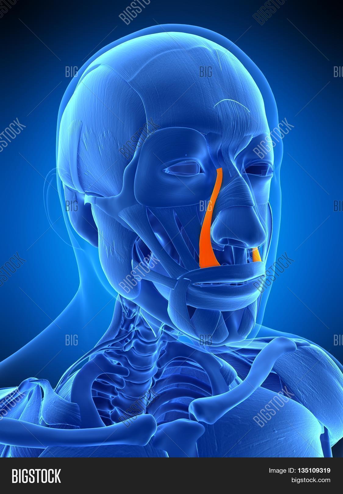 3d Rendered, Medically Image & Photo (Free Trial) | Bigstock