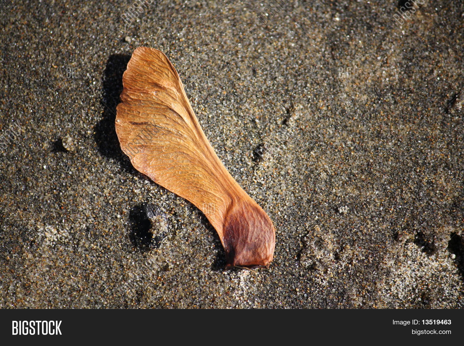 Maple Leaf Helicopter Image & Photo (Free Trial) | Bigstock