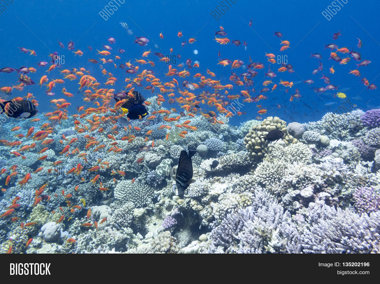 Colorful Coral Reef Image & Photo (Free Trial) | Bigstock