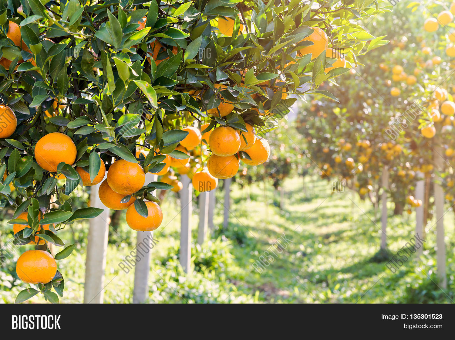 Ripe Fresh Oranges Image & Photo (Free Trial) | Bigstock
