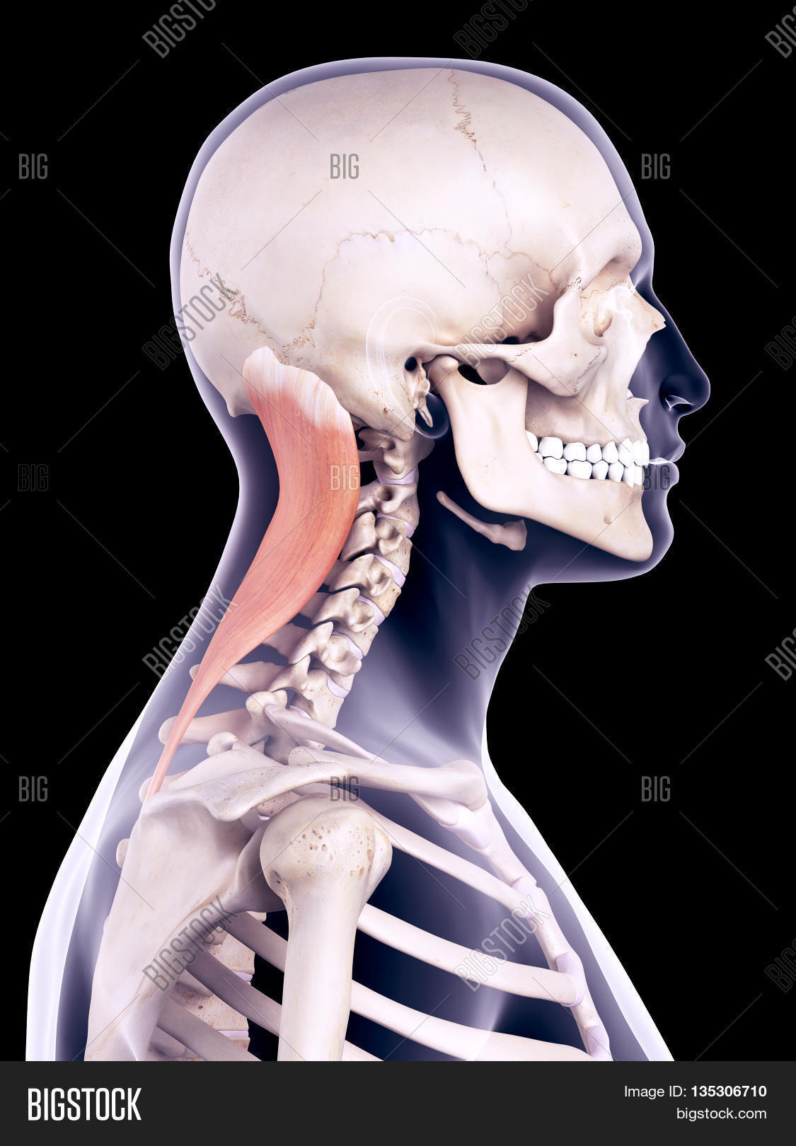 3d Rendered, Medically Image & Photo (Free Trial) | Bigstock