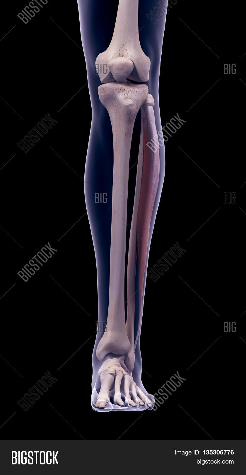 3d Rendered, Medically Image & Photo (Free Trial) | Bigstock