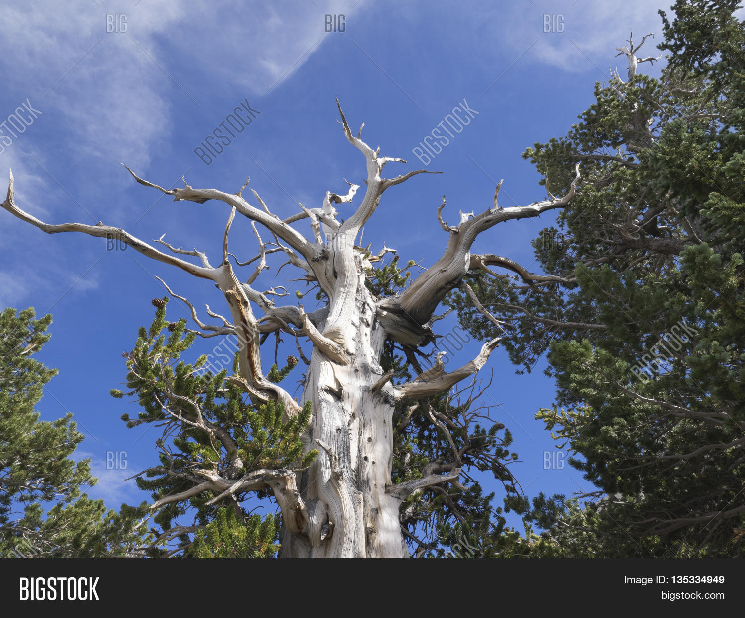 Great Basin Image & Photo (Free Trial) | Bigstock