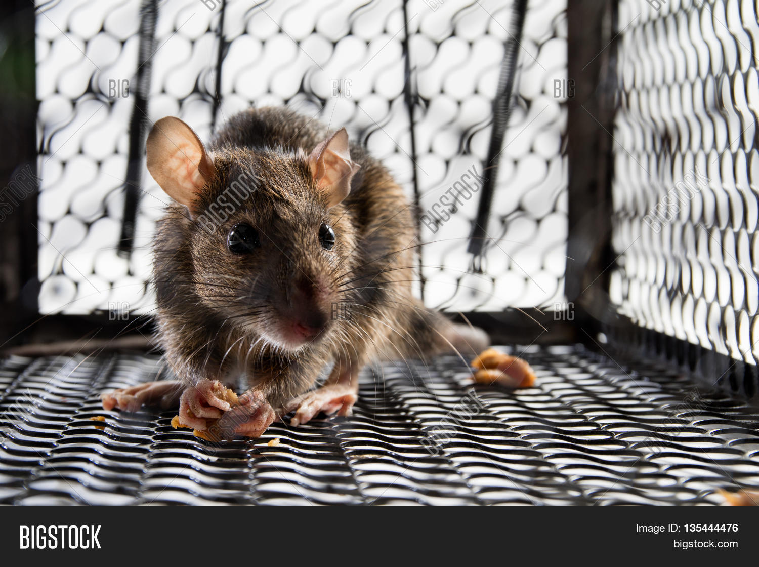 Mouse Cage Image & Photo (Free Trial) | Bigstock