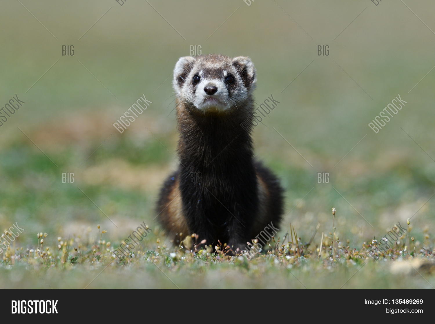 Steppe Polecat Masked Image & Photo (Free Trial) | Bigstock