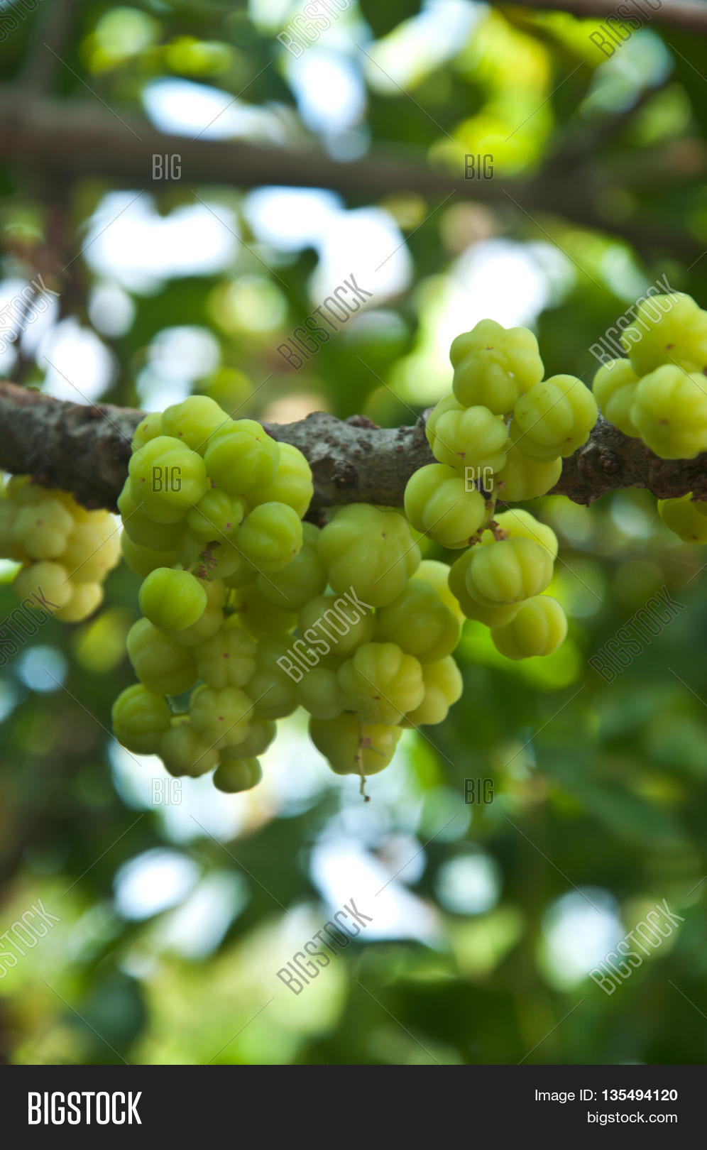 Star Gooseberry Image & Photo (Free Trial) | Bigstock