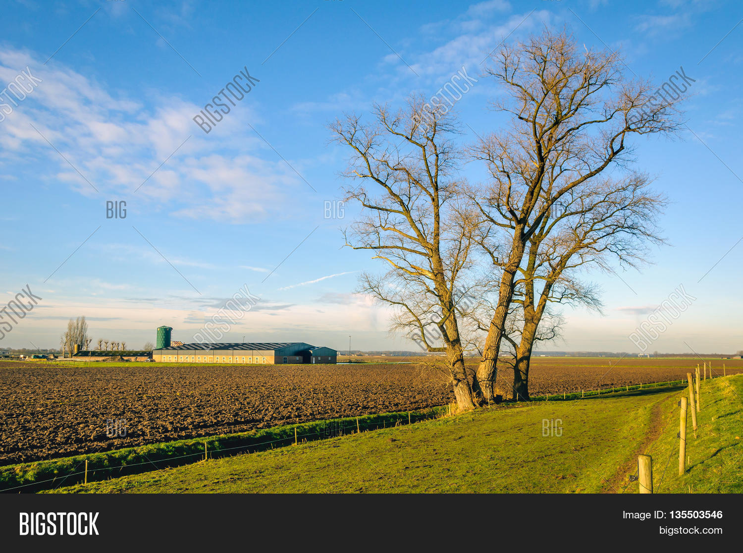Large Bare Tree Image & Photo (Free Trial) | Bigstock