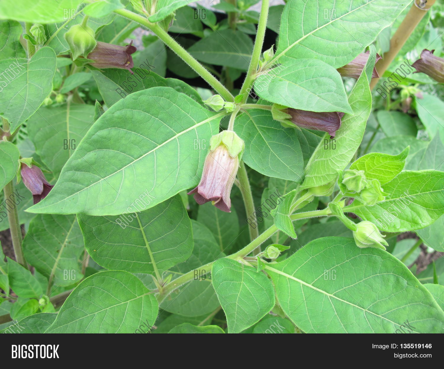 Flowering Belladonna, Image & Photo (Free Trial) | Bigstock