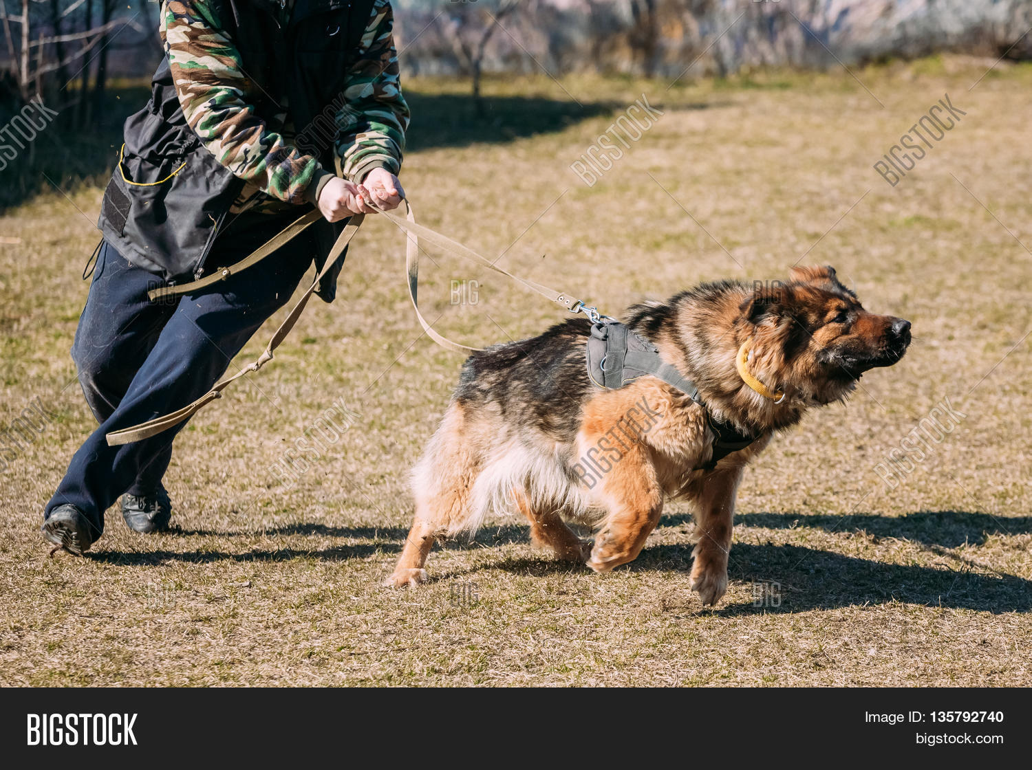 Angry German Shepherd Image & Photo (Free Trial) | Bigstock