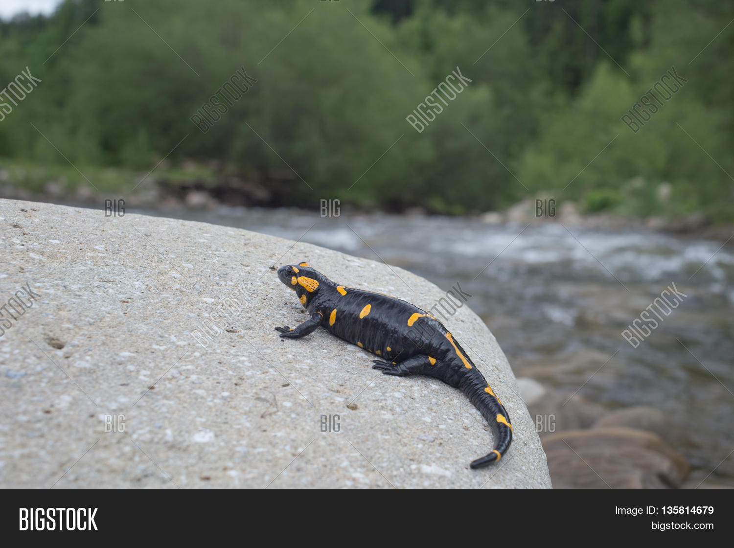 Beautiful Salamander Image & Photo (Free Trial) | Bigstock