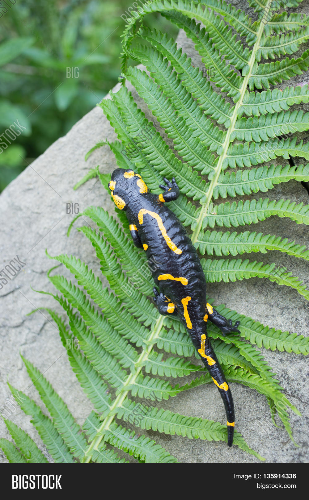 Beautiful Salamander Image & Photo (Free Trial) | Bigstock