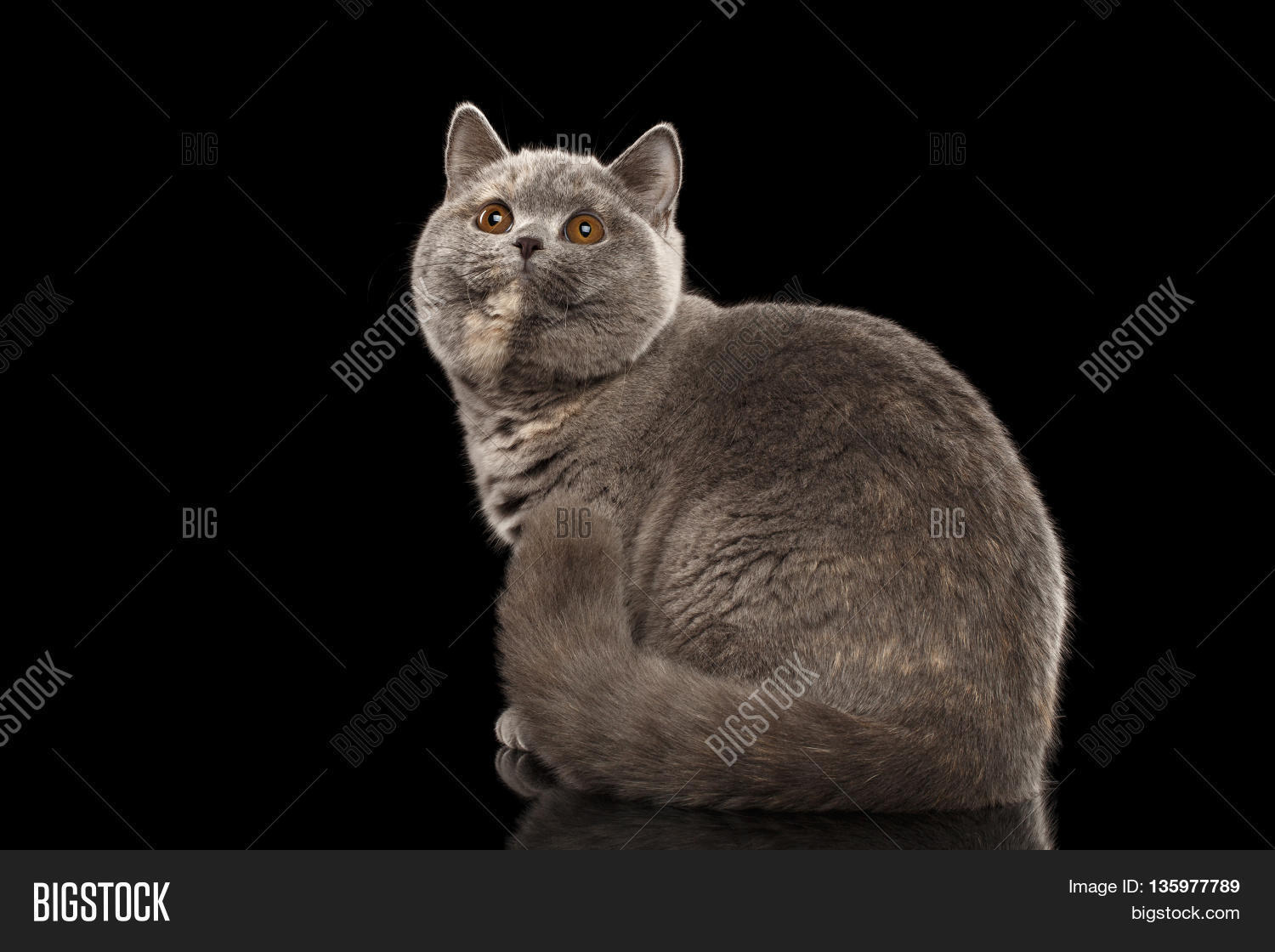 Cat Sitting Back View