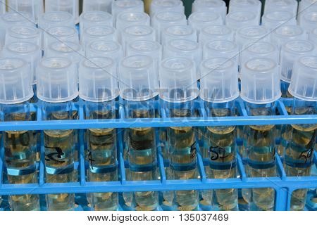 Veterinary Test Tubes Image & Photo (Free Trial) | Bigstock