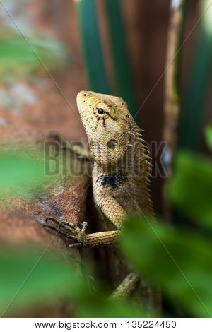 Wild Lizard Thailand Image & Photo (Free Trial) | Bigstock
