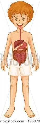 Digestive System Boy Vector & Photo (Free Trial) | Bigstock