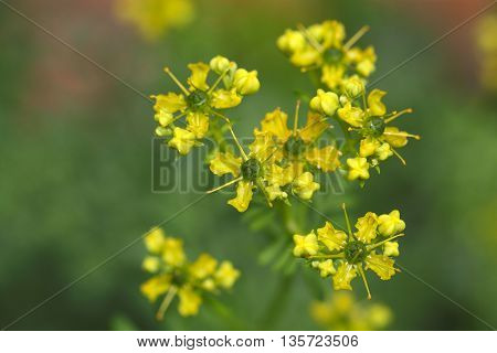 Flower Common Rue Image & Photo (Free Trial) | Bigstock