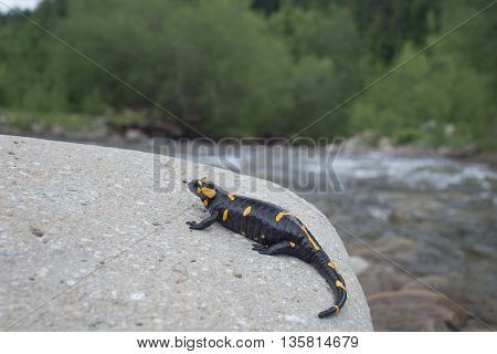 Beautiful Salamander Image & Photo (Free Trial) | Bigstock