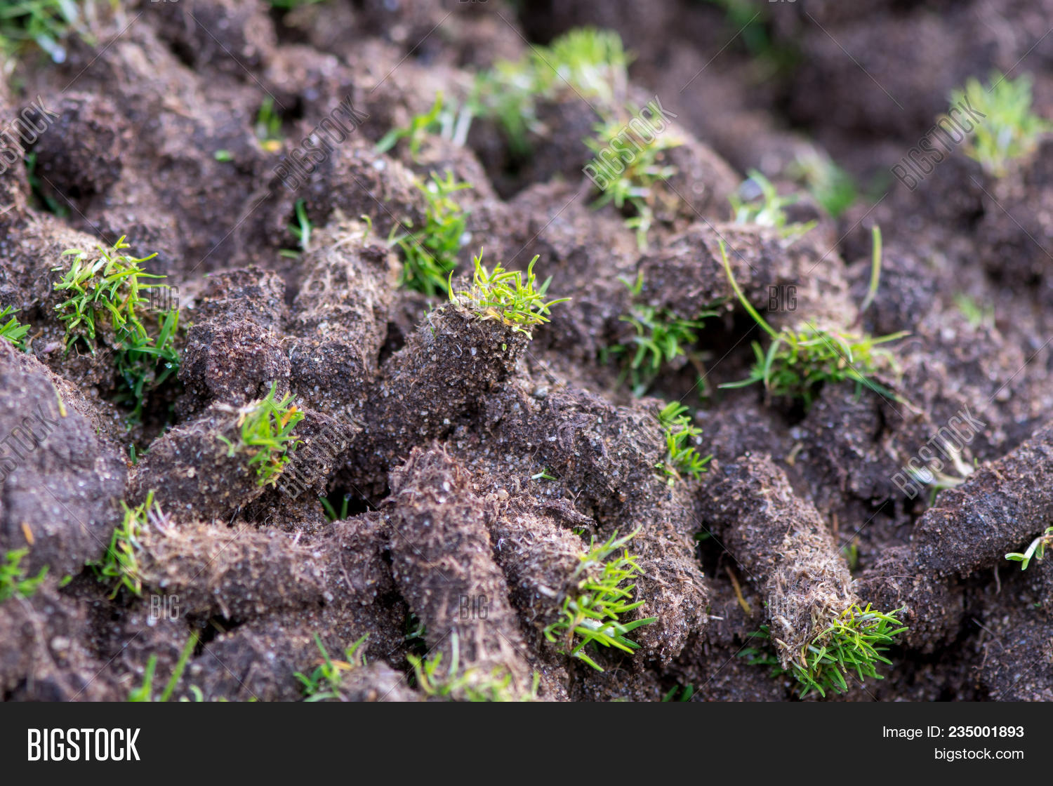 Plugs Soil Removed Image & Photo (Free Trial) | Bigstock