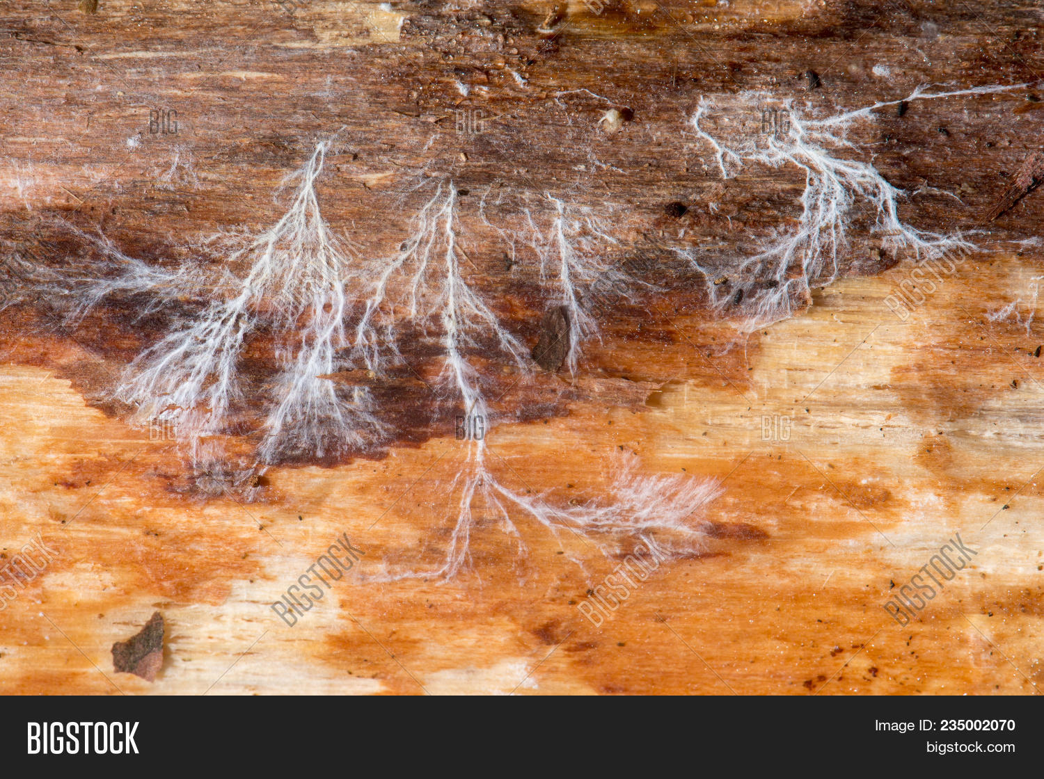 Fungal Mycelium On Image & Photo (Free Trial) | Bigstock
