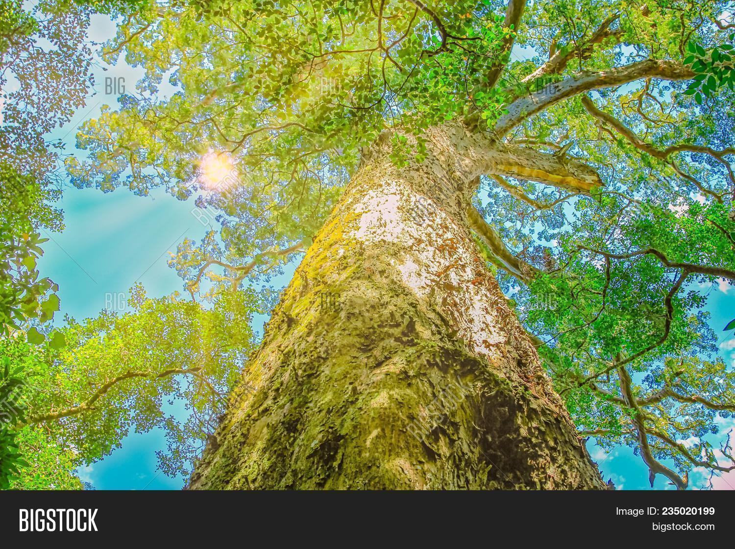 Big Tree Giant Image & Photo (Free Trial) | Bigstock
