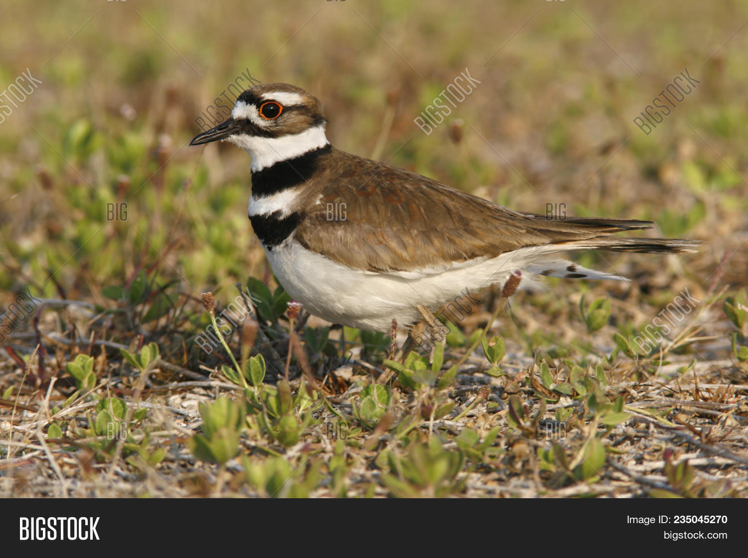 Killdeer Plover Field Image & Photo (Free Trial) | Bigstock