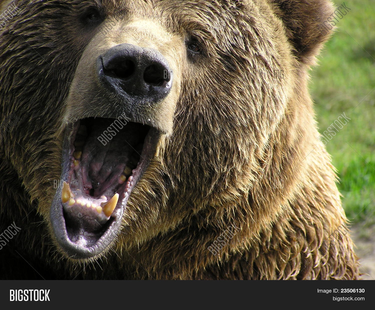 Angry Bear Image & Photo (Free Trial) | Bigstock