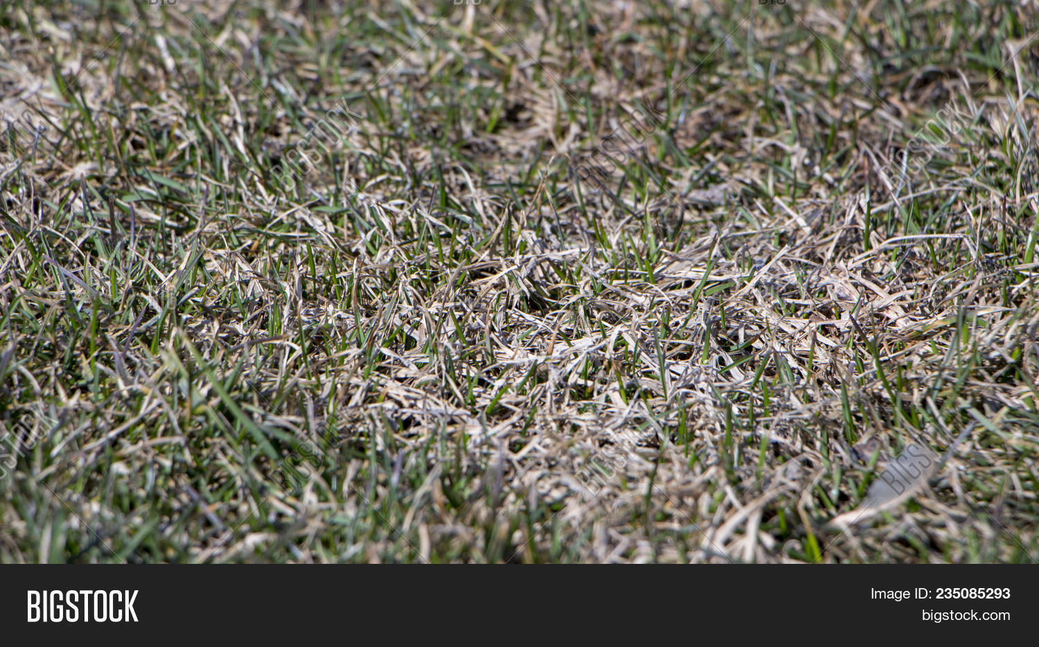 Imagen y foto Spring Lawn Grass (prueba gratis) | Bigstock