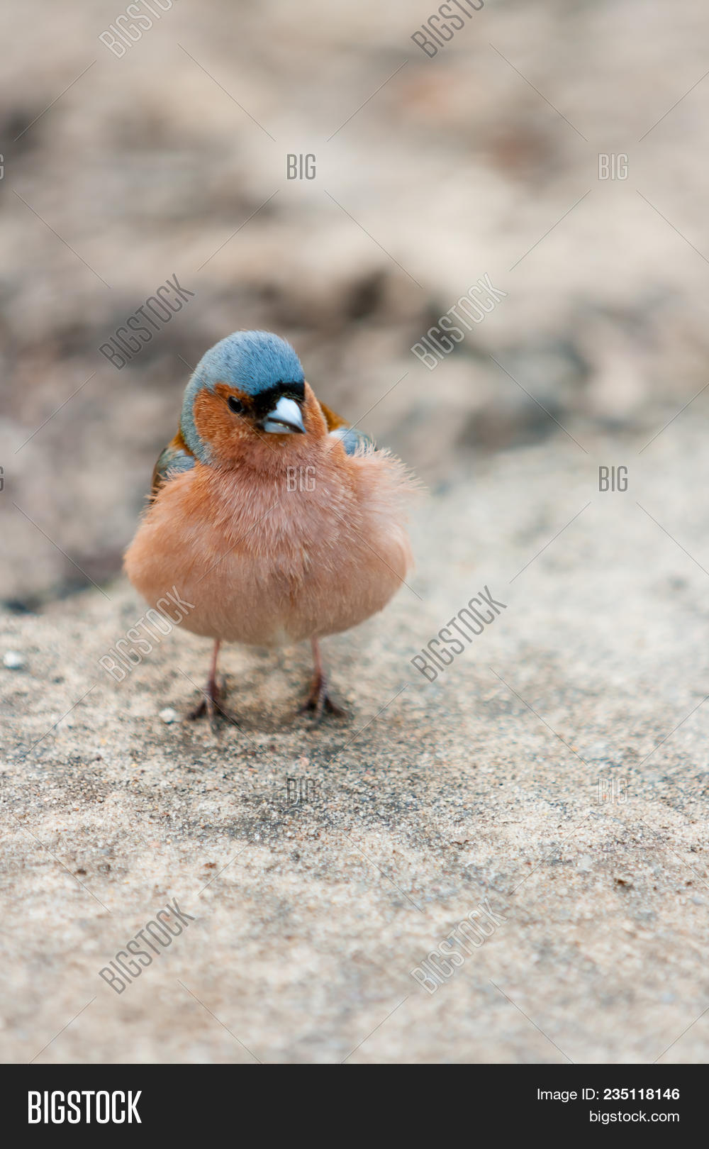 Fluffy Forest Bird ( Image & Photo (Free Trial) | Bigstock