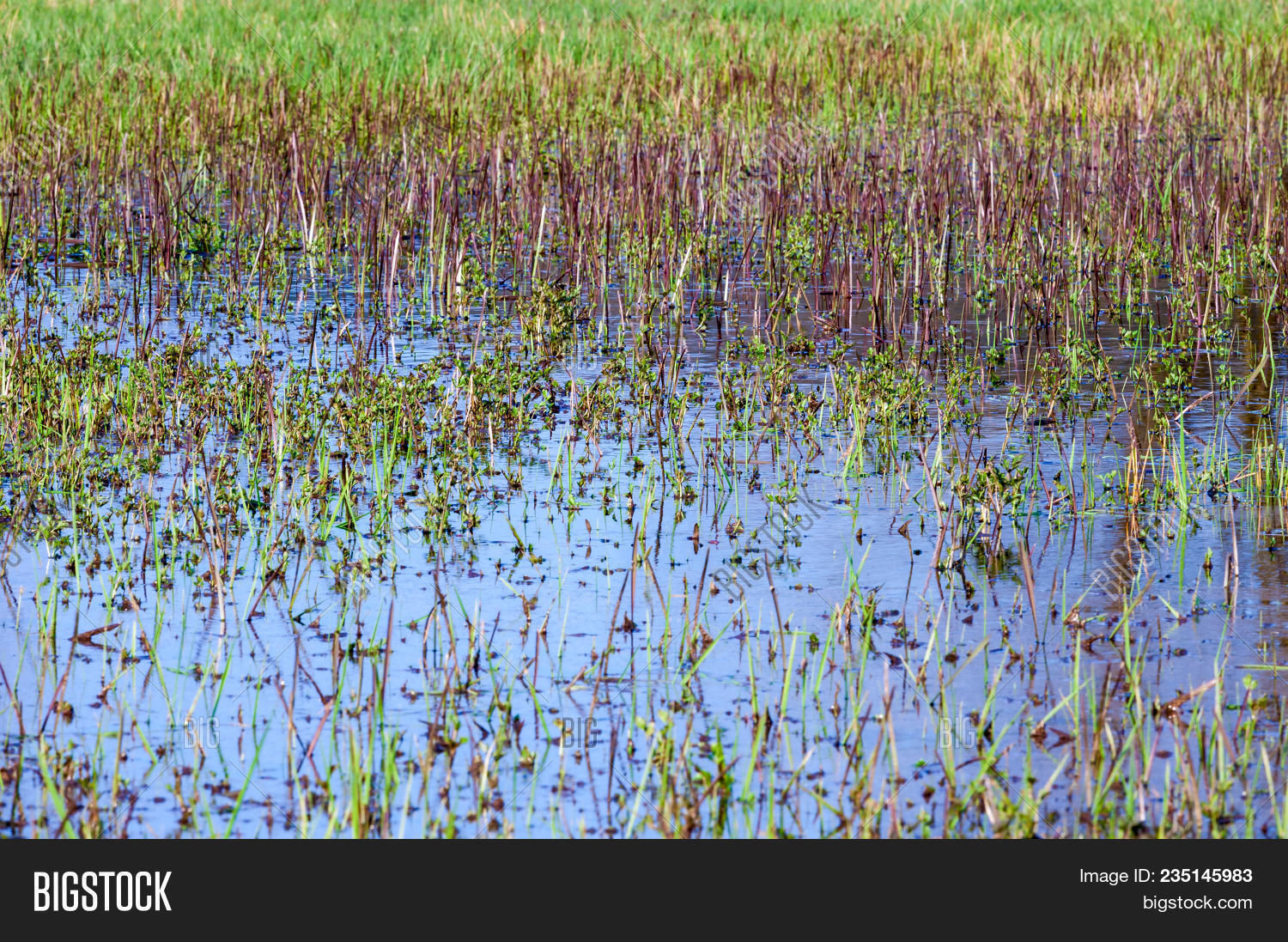 Puddle Densely Grown Image & Photo (Free Trial) | Bigstock