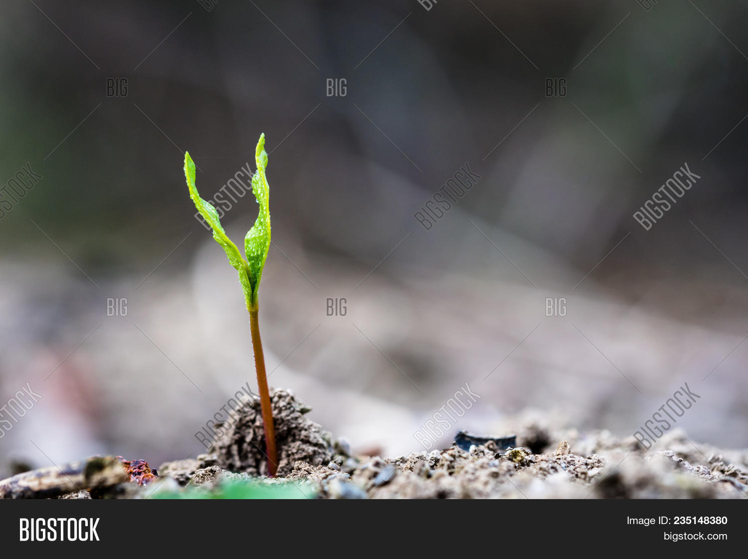 Tiny Green Plant Image & Photo (Free Trial) | Bigstock