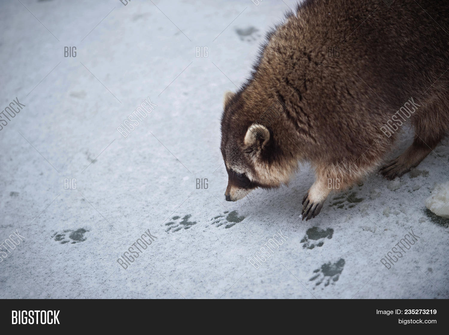 Racoon On Snowy Ice Image & Photo (Free Trial) | Bigstock